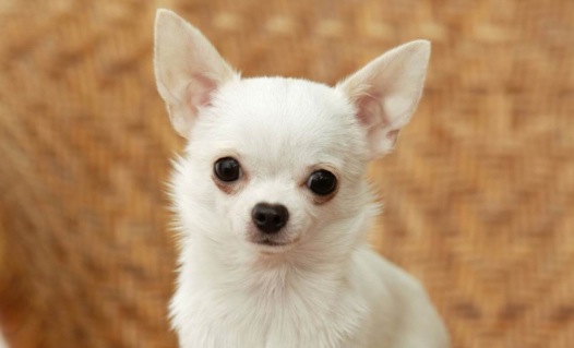 Chihuahua