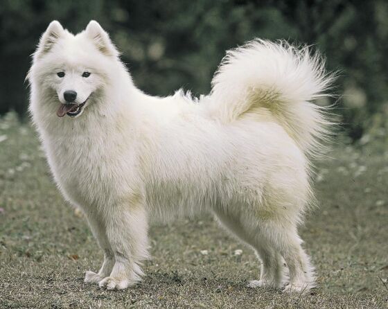 Samoyedo